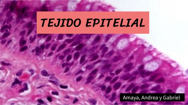 TEJIDO EPITELIAL