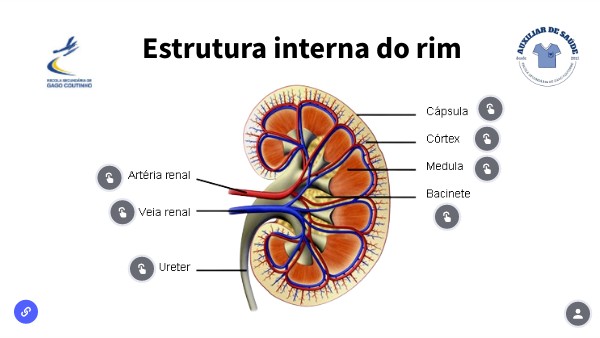 Estrutura interna do rim