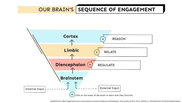Our Brain's Sequence of Engagement