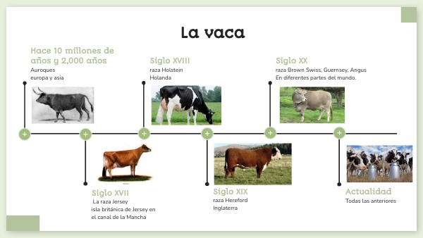 Linea Del Tiempo Vaca