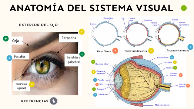 Anatomía de los sistemas visual y auditivo