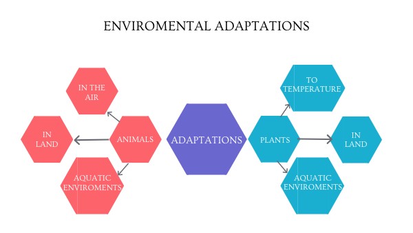 Enviromental adaptations mind map