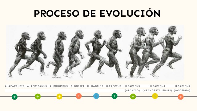 PROCESO DE EVOLUCIÓN