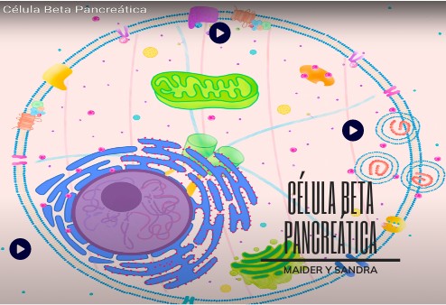 CÉLULA BETA PANCREÁTICA SANDRA Y MAIDER