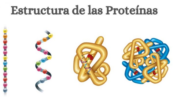 estructuras de las proteinas