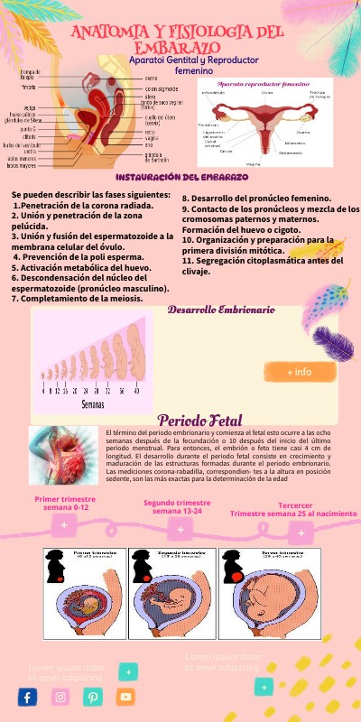 Anatomia y Fisiología Embarazo