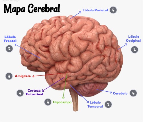 Mapa Cerebral