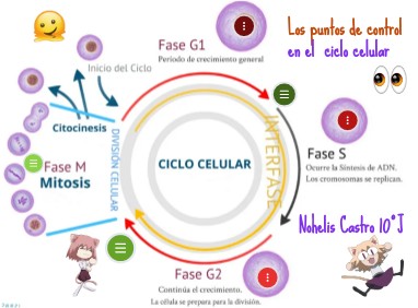 Los puntos de control en el ciclo celular.