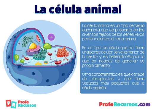 Célula Animal y sus partes