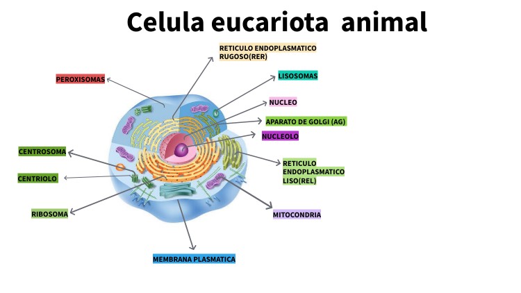 celula eucariota animal