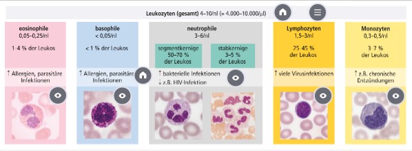 Die Leukozyten und deren Einteilung