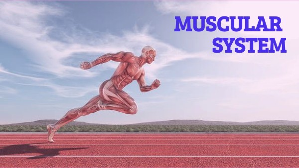 MUSCULAR SYSTEM