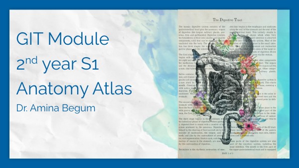 Git Moduleanatomy Atlas