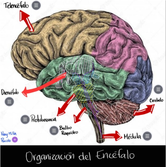Estructura del Encéfalo