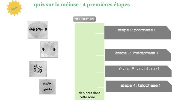 Méiose 1 étapes