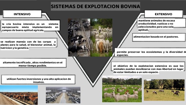 sistemas de explotación bovina y principales razas de carne y leche