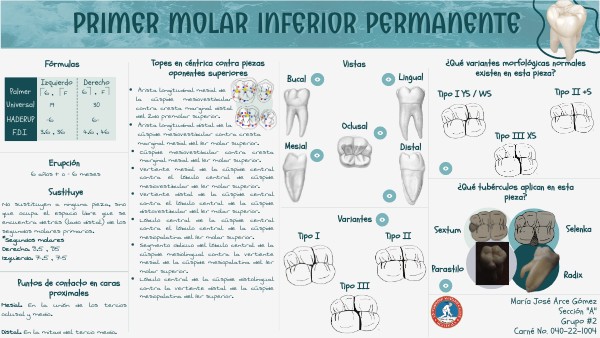 PRIMER MOLAR INFERIOR PERMANENTE