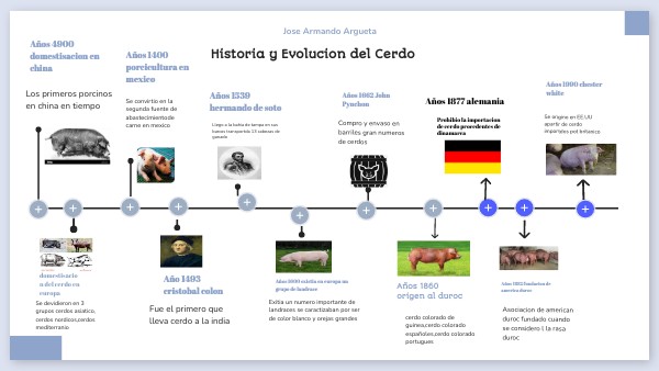 historia y evolucion del cerdo