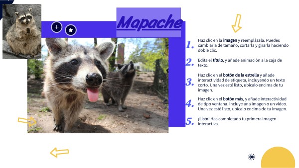 mapache