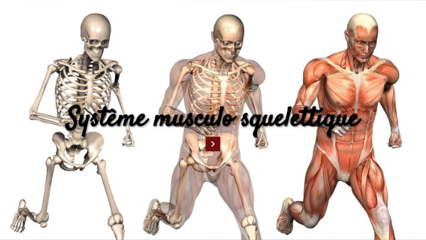 Système Musculo squelettique