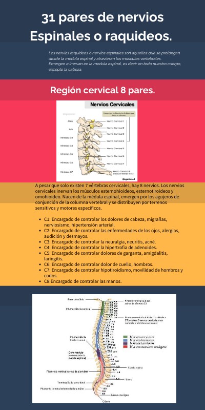Localización y función de los nervios espinales.