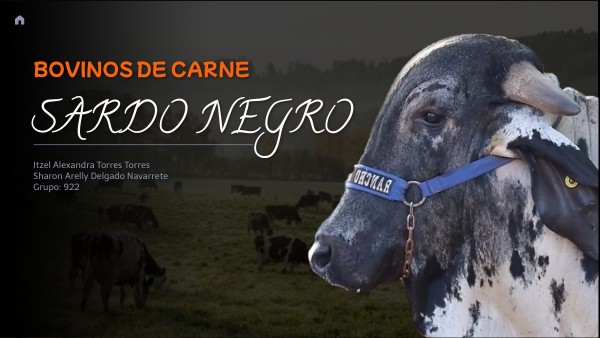 Sardo Negro