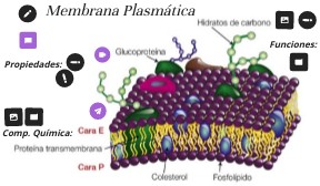 Membrana Plasmática