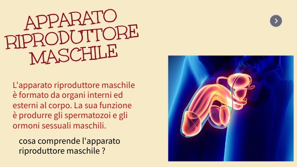 apparato riproduttore maschile