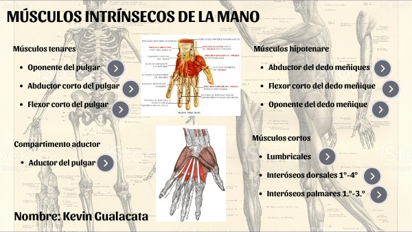 MÚSCULOS INTRÍNSECOS DE LA MANO