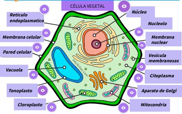 Célula Vegetal