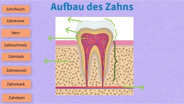Aufbau des Zahns