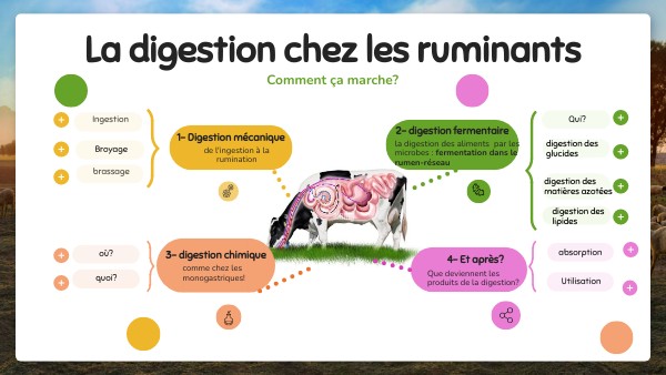 Digestion des ruminants