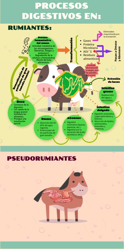 INFOGRAFÍA RUMIANTES Y PSEUDORUMIANTES