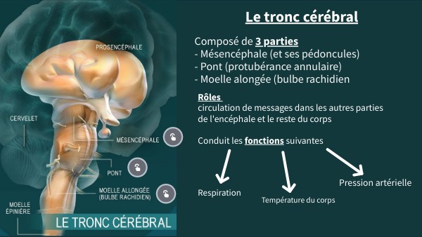 Le tronc cérébral