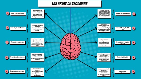 las áreas de Brodmann