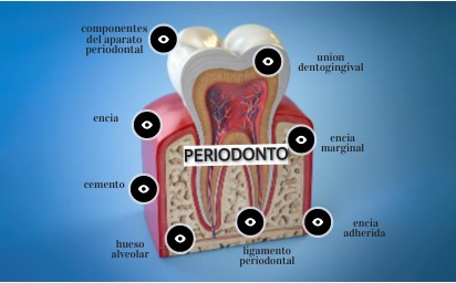 estructuras del periodonto