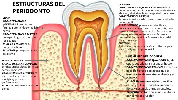 PERIODONTO DE INSERCION Y DE PROTECCION
