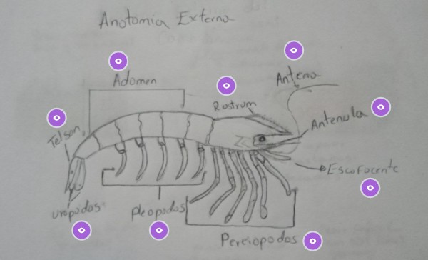 Anatomía externa del camarón Deris