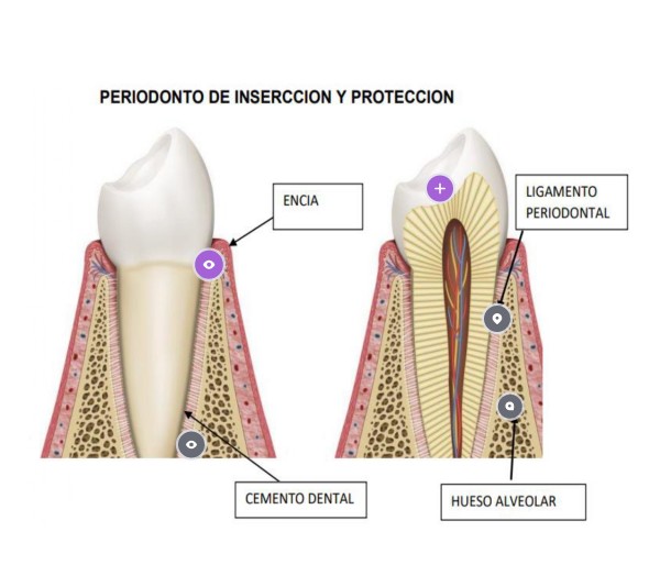 PERIODONTO DE INSERCCION Y PROTECCION