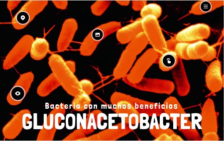Gluconacetobacter