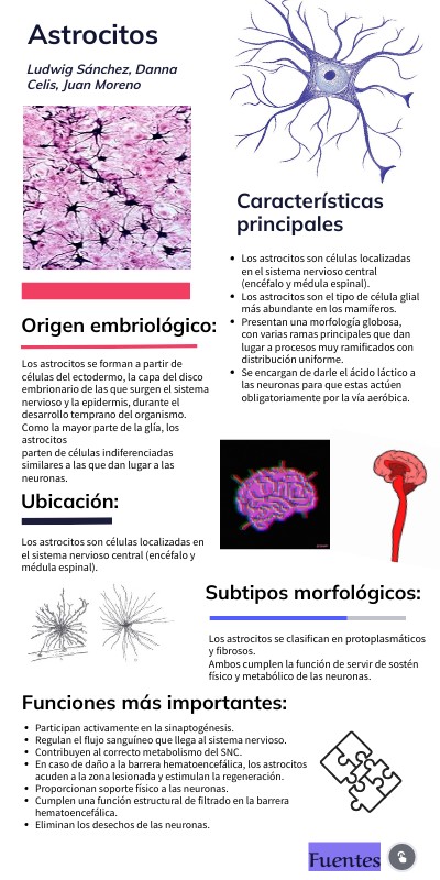Astrocitos