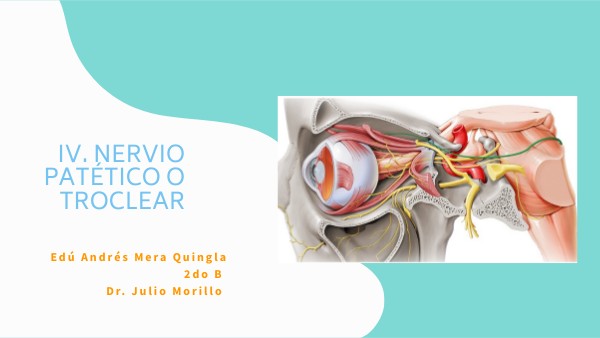 IV. Nervio patético o troclear