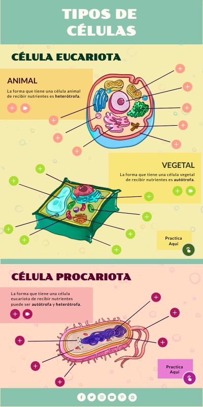 TIPOS DE CÉLULAS: INFOGRAFÍA VERTICAL