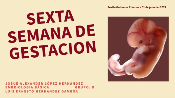 Sexta semana de gestación