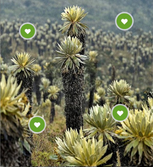 Frailejón