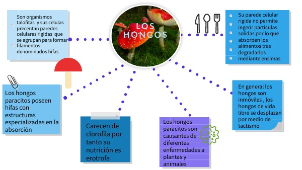 mapa mental los hongos
