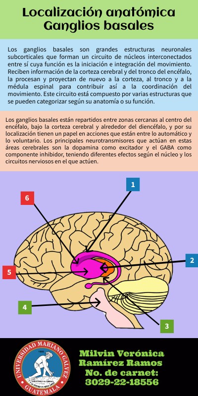 Localización anatómica Ganglios basales