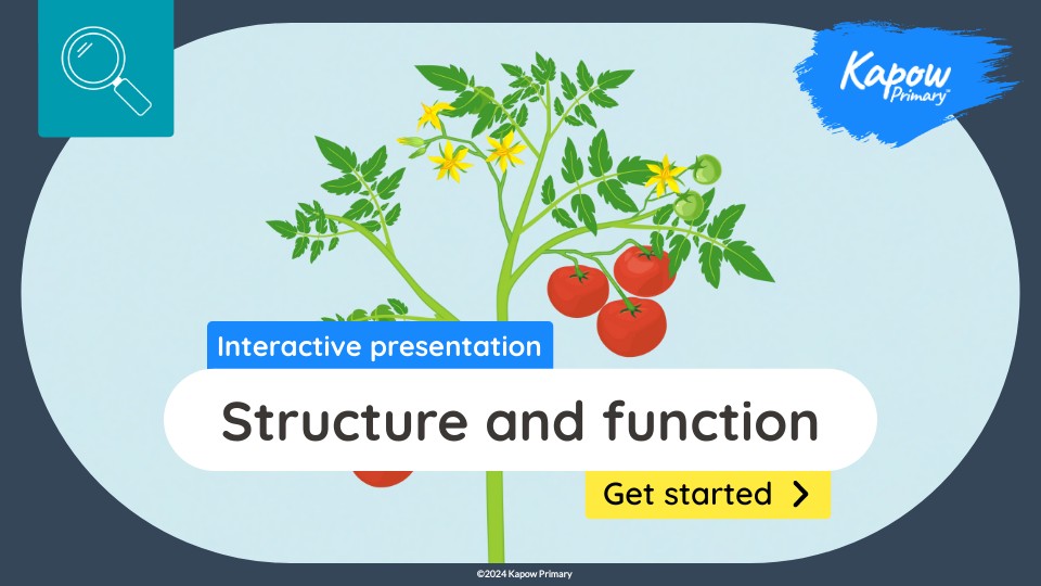 L2 - Structure and function