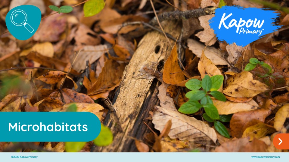 L3 Microhabitats