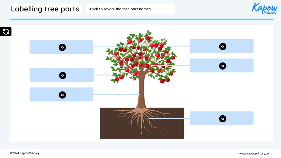 L4 - Labelling tree parts